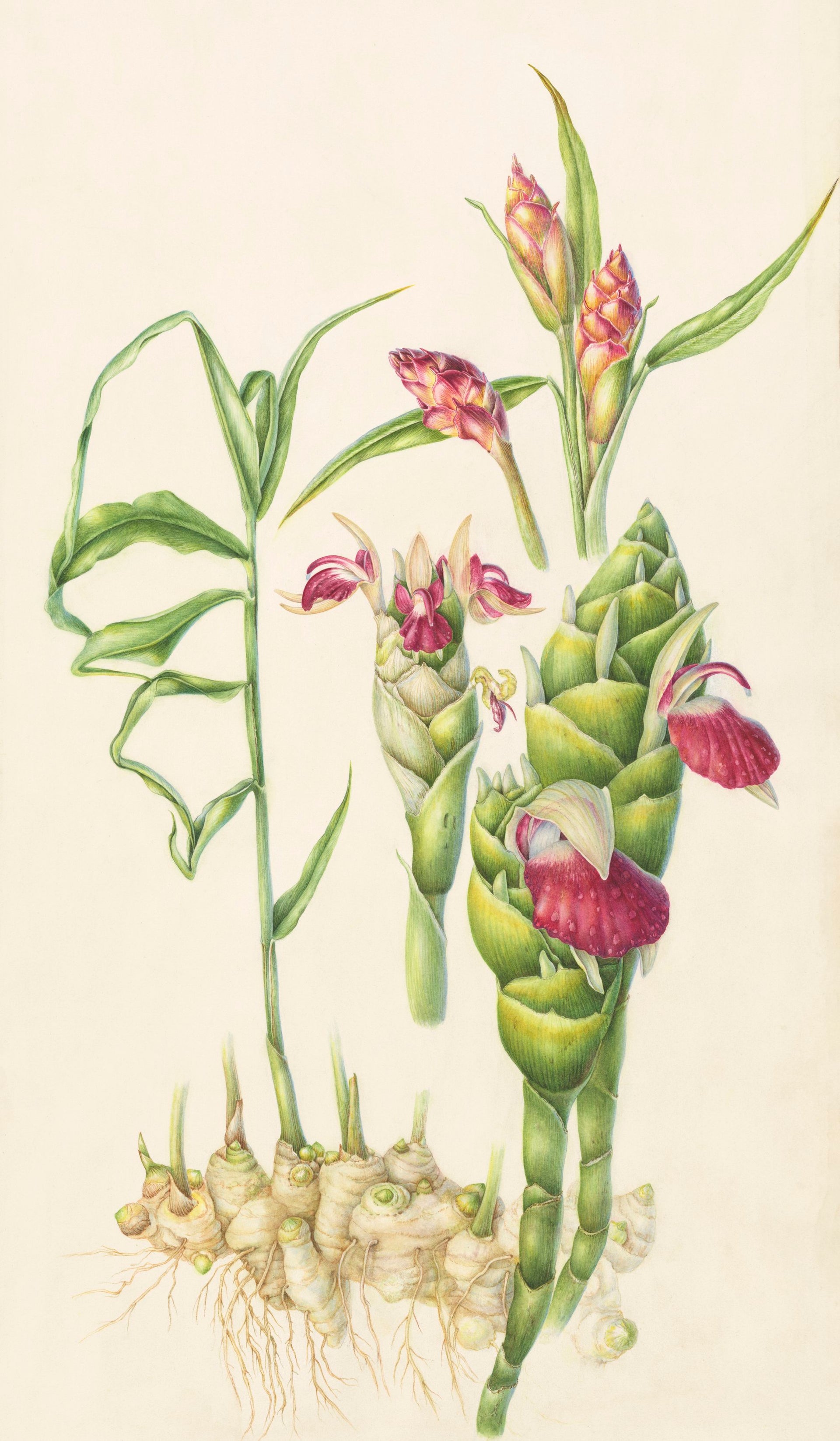 Zingiber Officinale Plant
