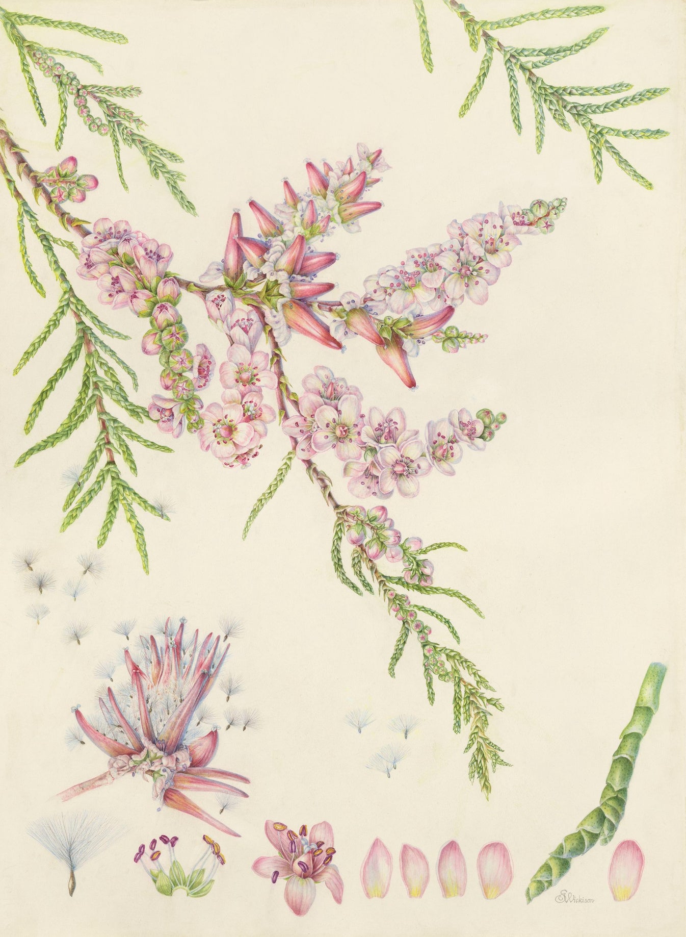 Tamarisk aucheriana – Sue Wickison